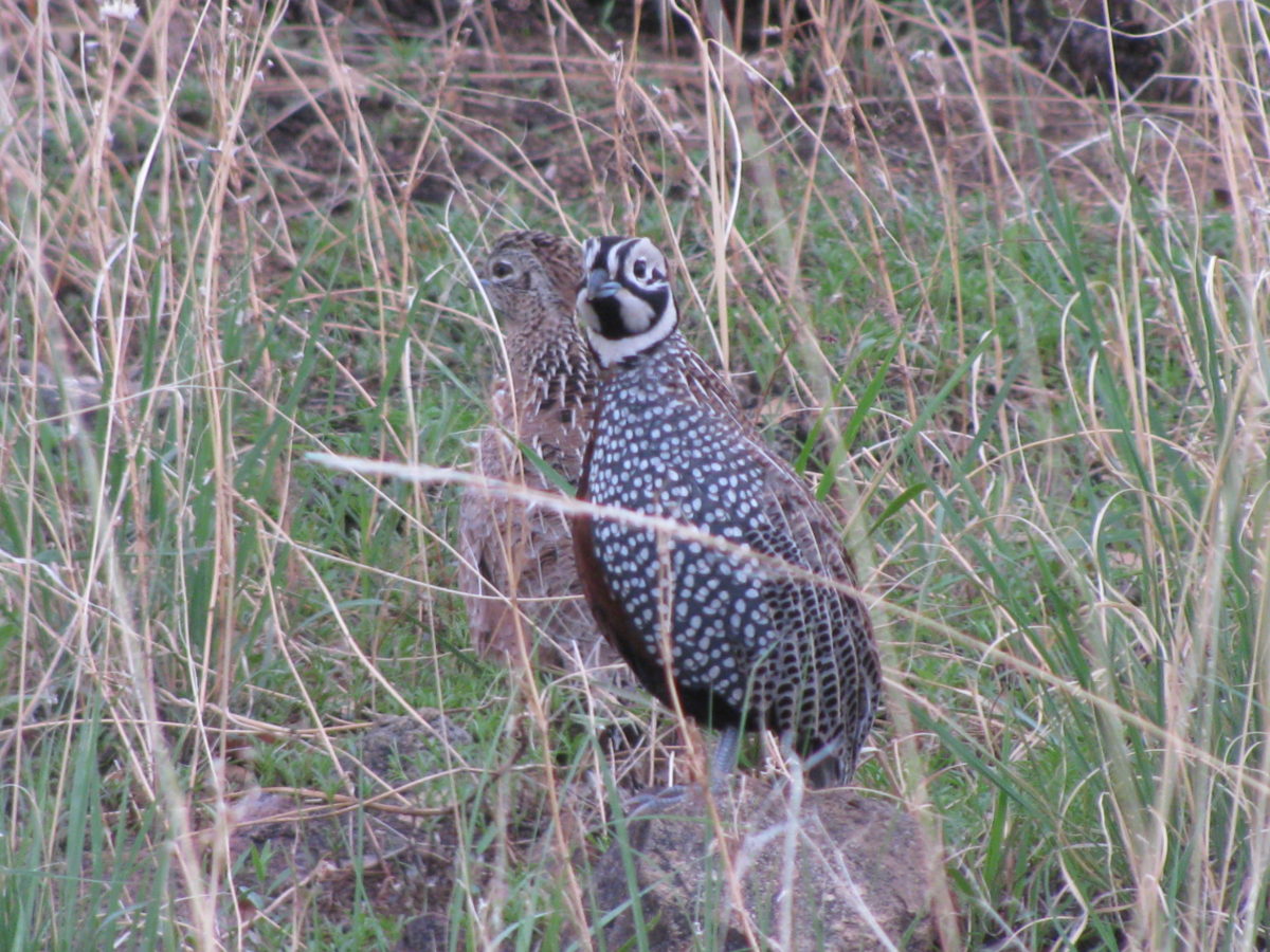 June Update 2019 - Southern Arizona Quail Forever