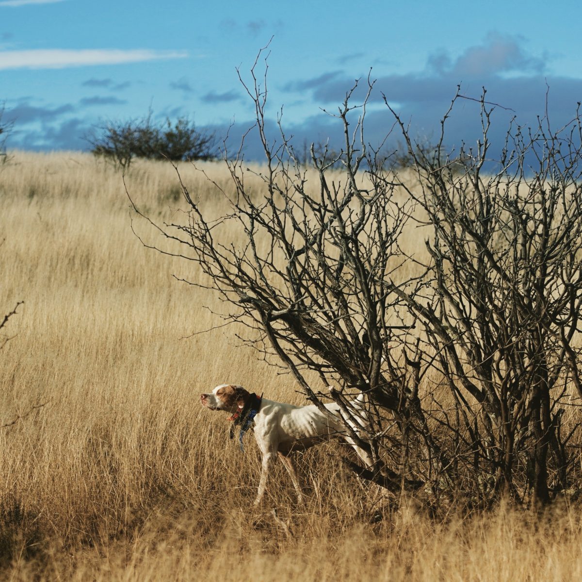 September Update 2021 - Southern Arizona Quail Forever