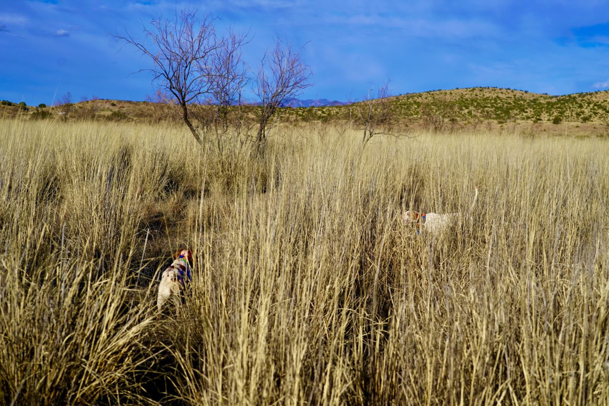 April Update - Southern Arizona Quail Forever