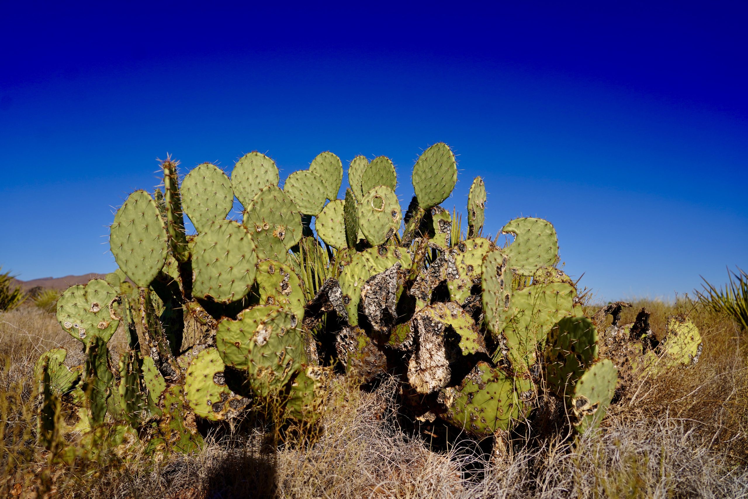 December Update - Southern Arizona Quail Forever