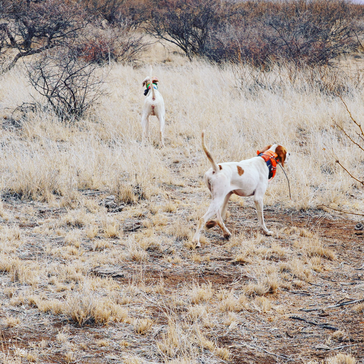September Update 2021 - Southern Arizona Quail Forever